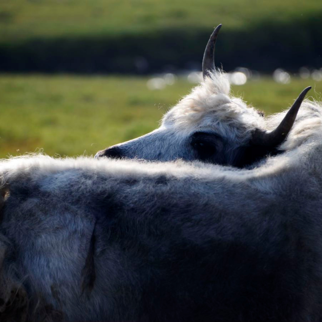 Facts about yaks – SHOKAY